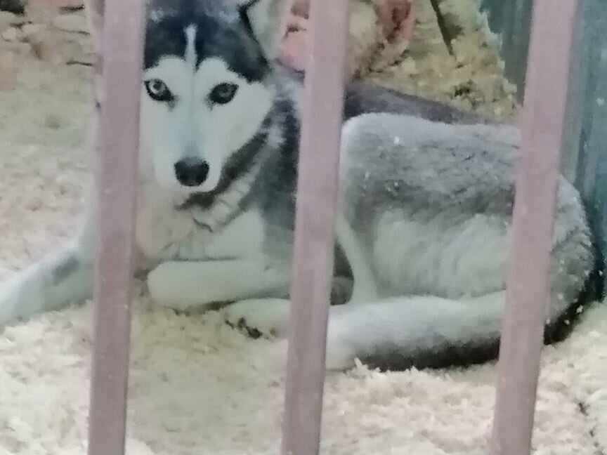 Хаски спокойный нрав