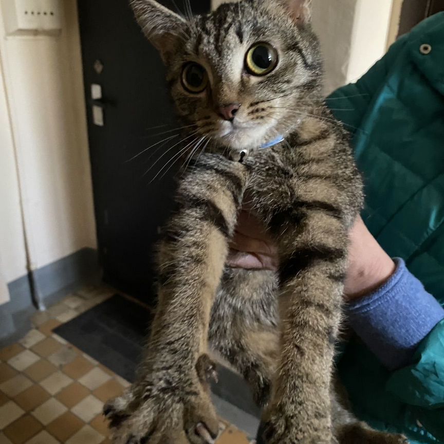 Домашняя кошка