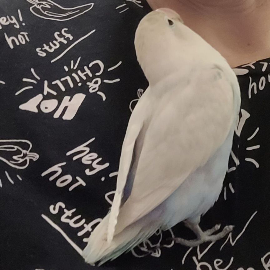 Попугай неразлучники с клеткой