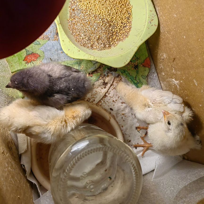 Цыплята вывод 6.04