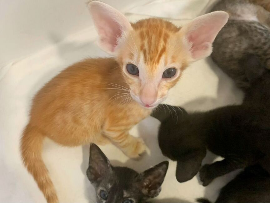 Ориентальный котенок мальчик