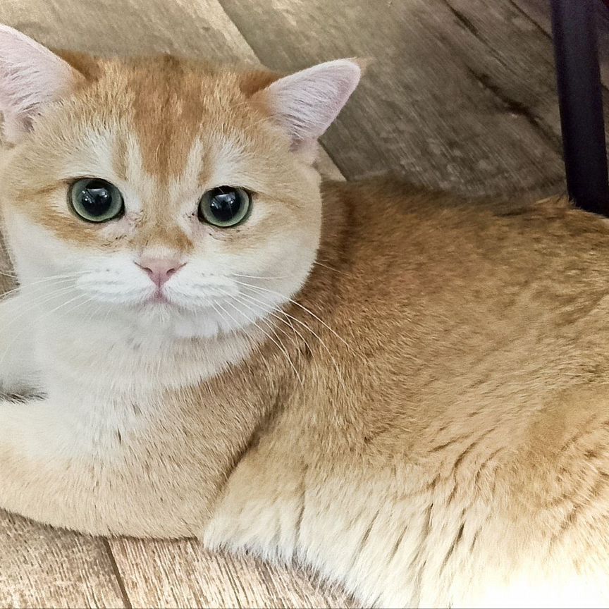 Котывязка11, 12золшинш