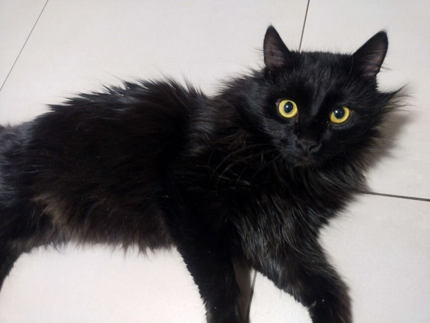 Кот Яша