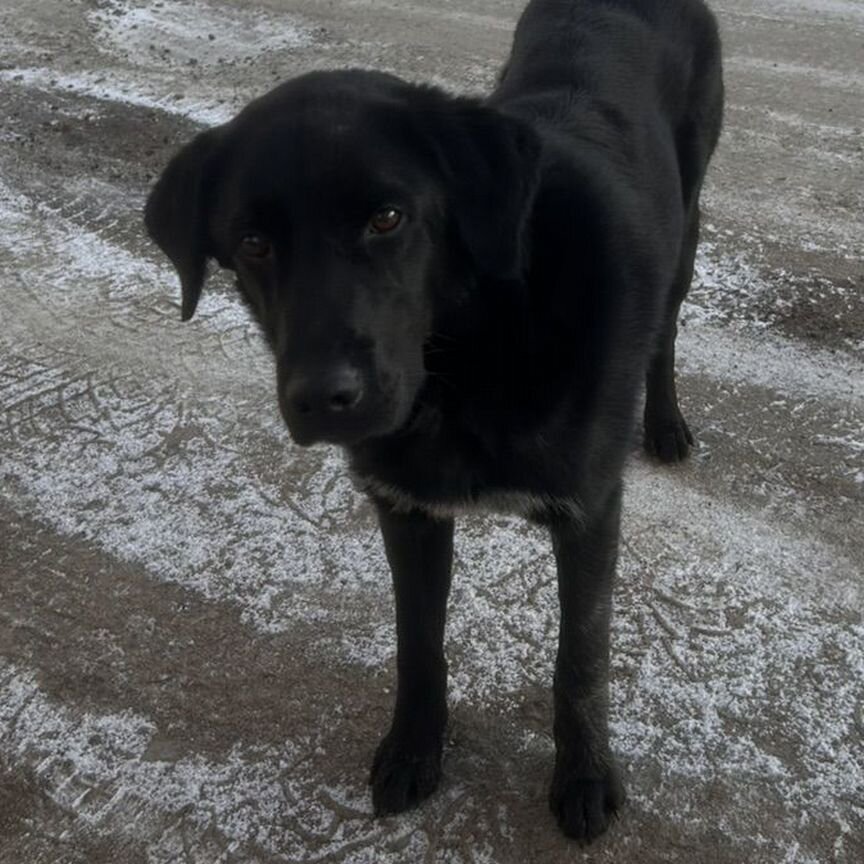 Взрослая собака в добрые руки