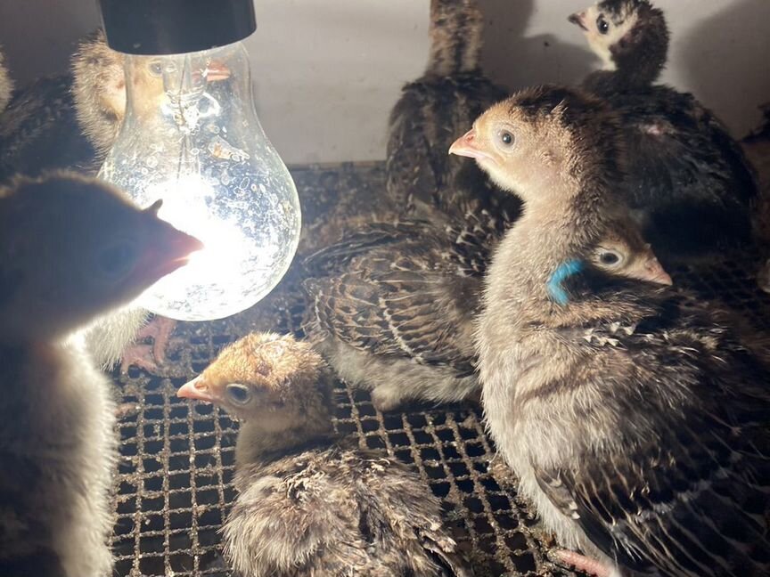 Индюшата, цыплята