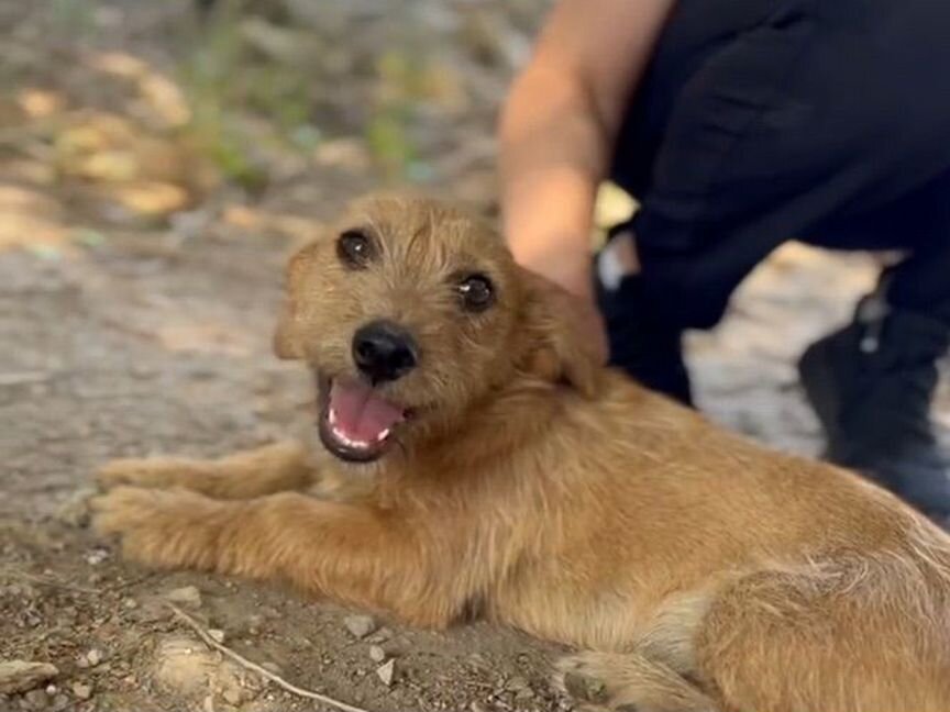 Собака в добрые руки