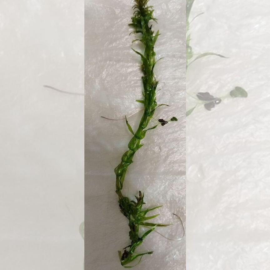 Аквариумные растения