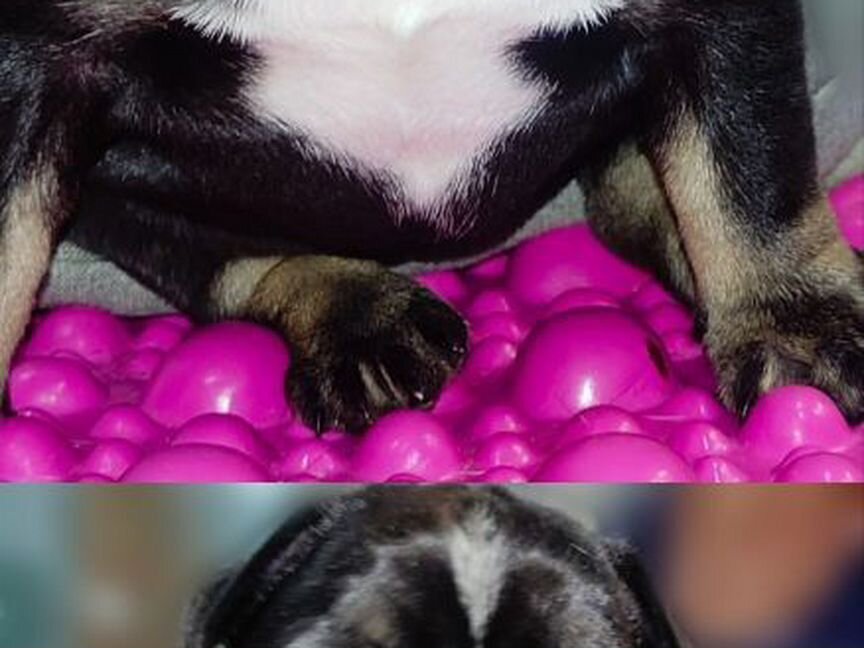 Французский бульдог щенки девочка