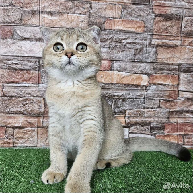 Шотландский манчкин килт
