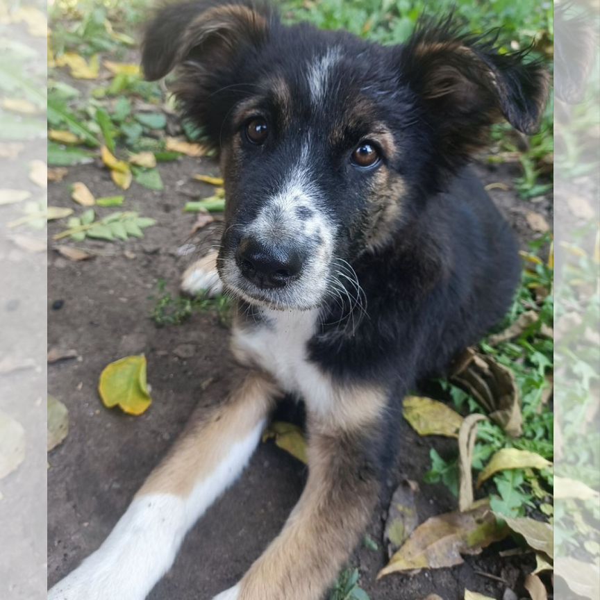 Щенок мальчик в добрые руки