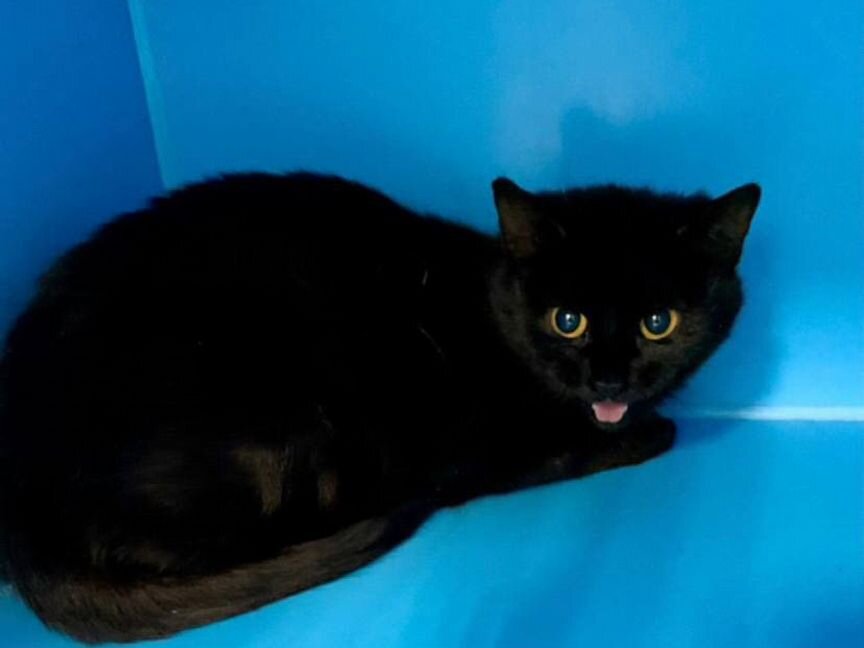 Маленькая кошечка