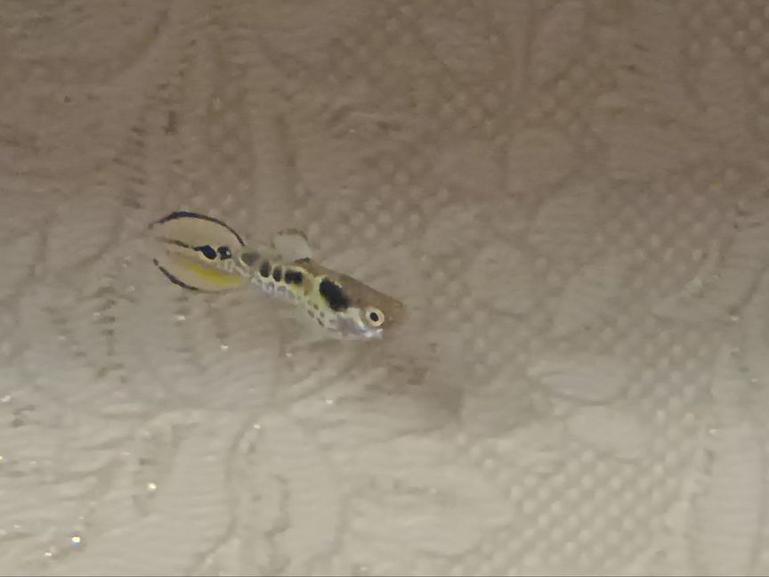 Аквариумные рыбки гуппи