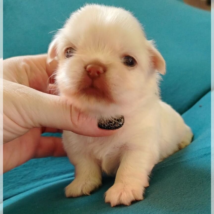 Белое облочко - чихуахуа