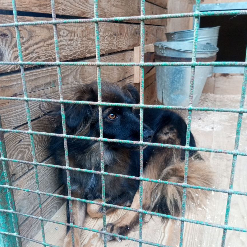 Спасите маленького пёсика из приюта