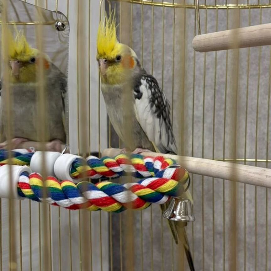 Попугай карелла с клеткой