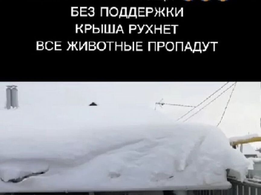 Приют для бездомных животных. Завален