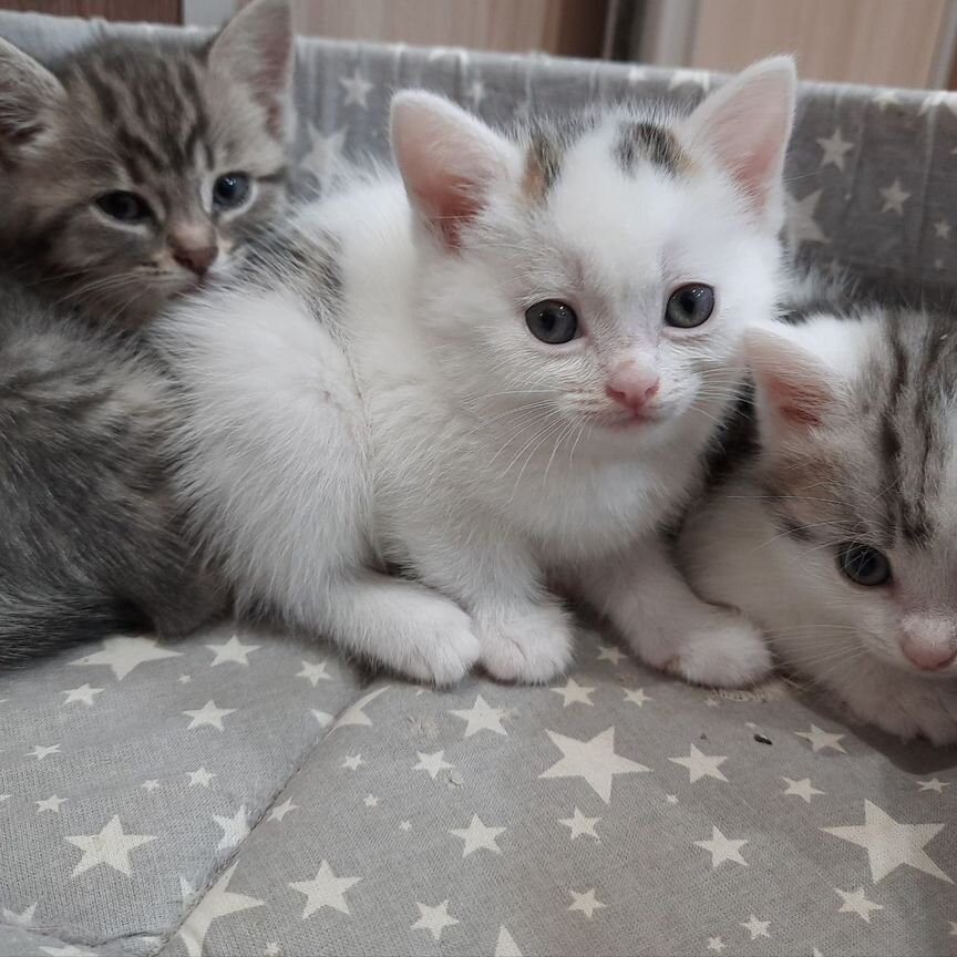 Отдам в добрые руки котят. Серенькая девочка
