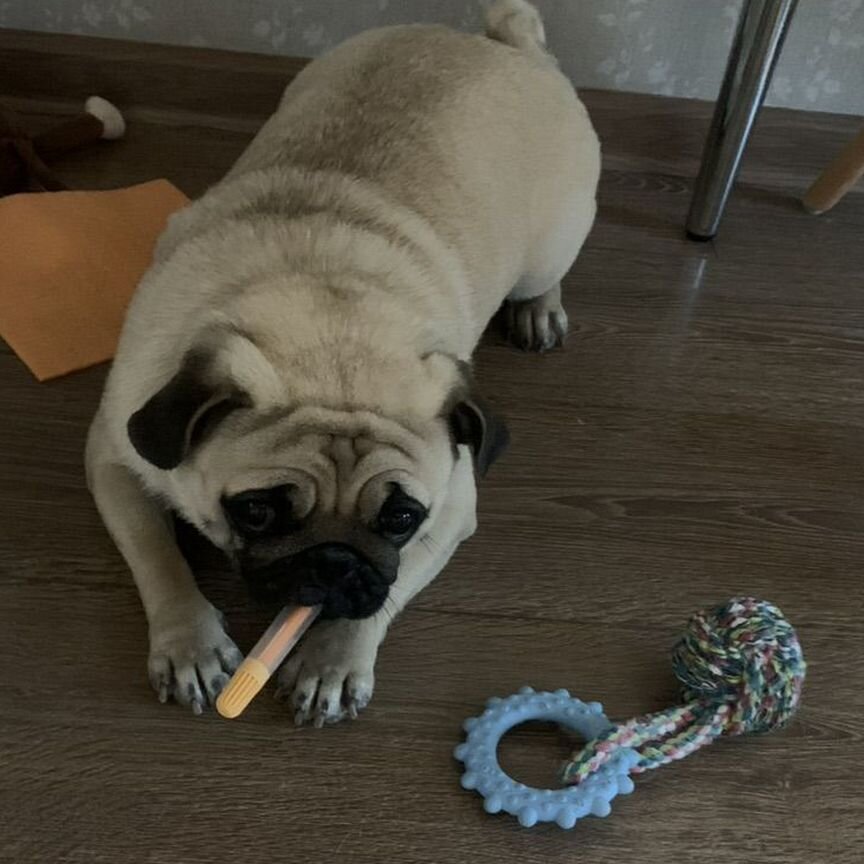 Мопс, взрослая собака