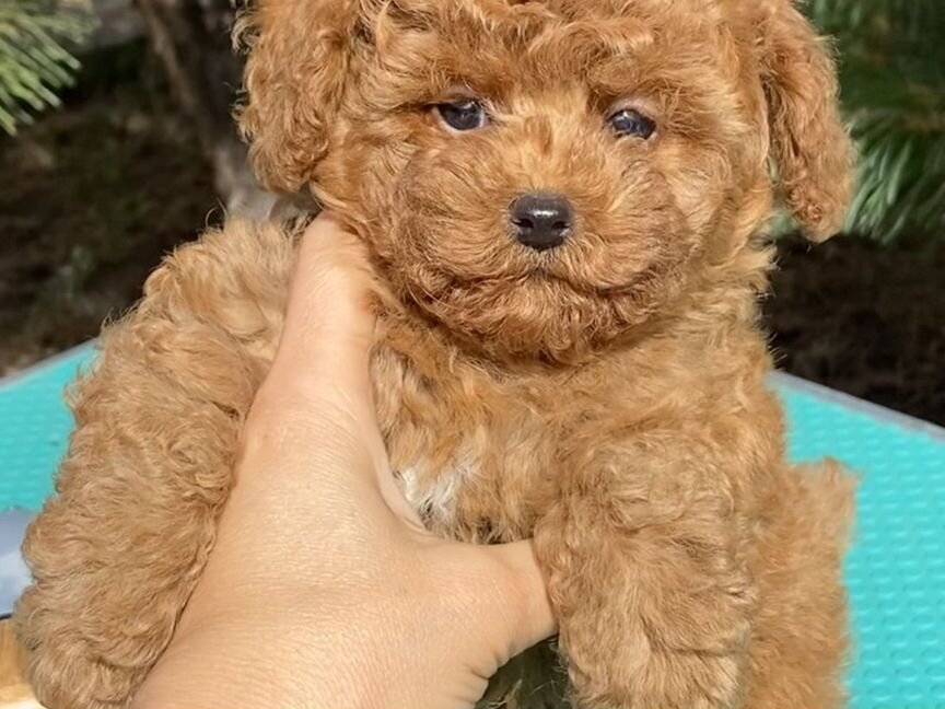 Пудель тикап, той