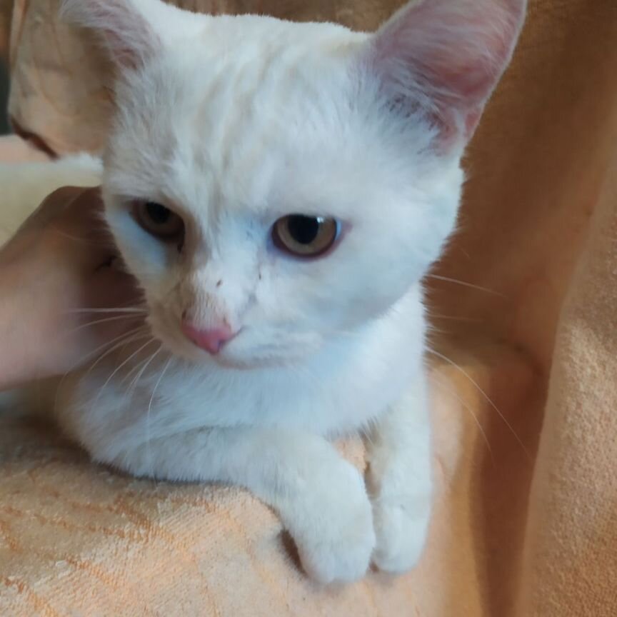 Зефир идеальный кот