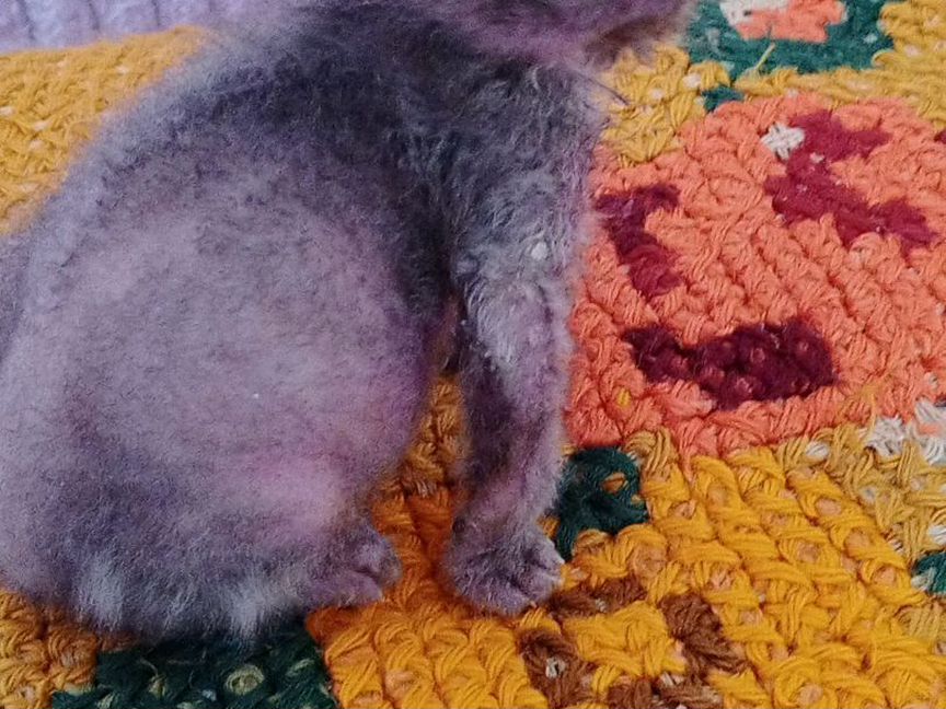 Кот
