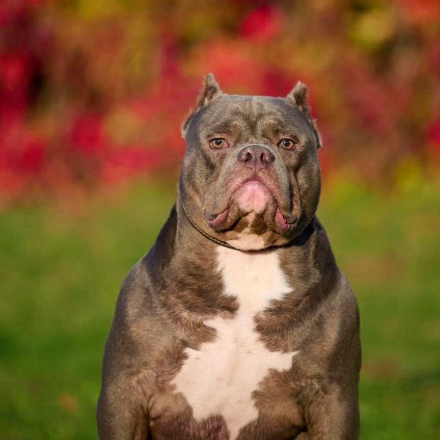 Амбулли пристраивается