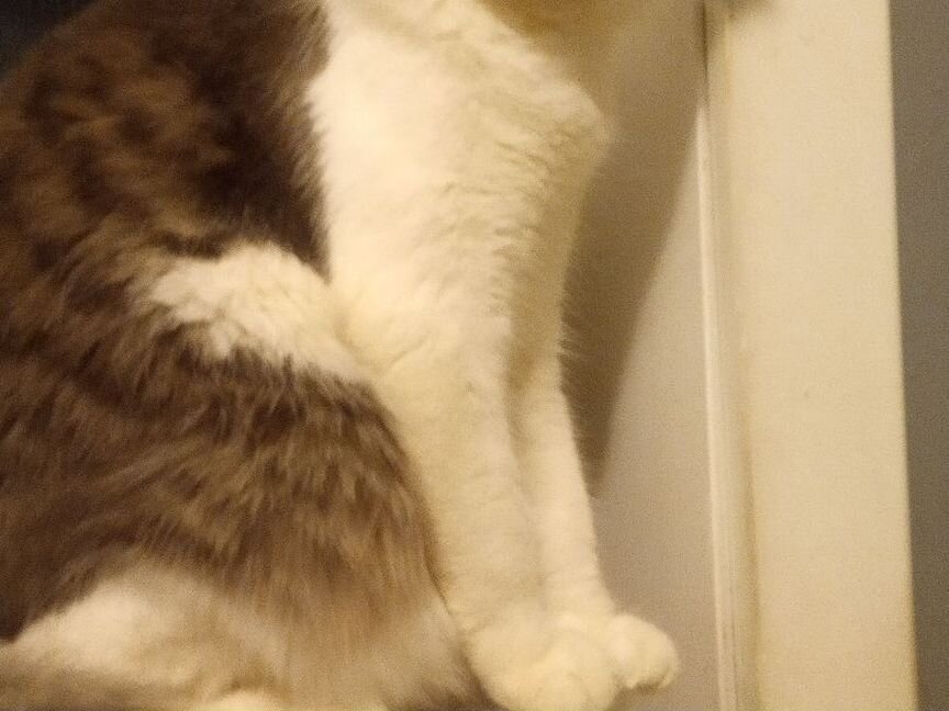 Кот молодой большой