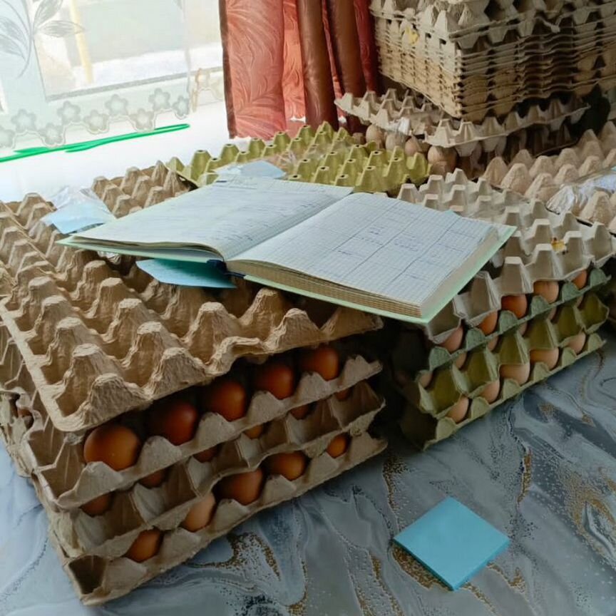 Инкубационное яйцо