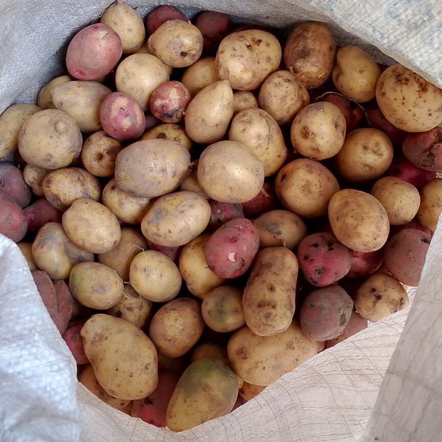 Картофель на корм скоту свердловская область