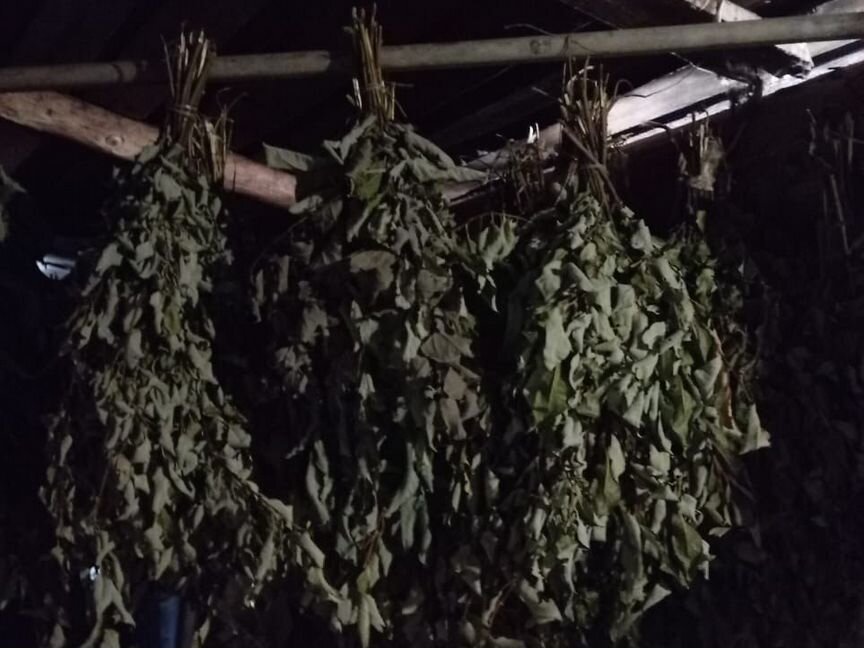 Веники на корм животным