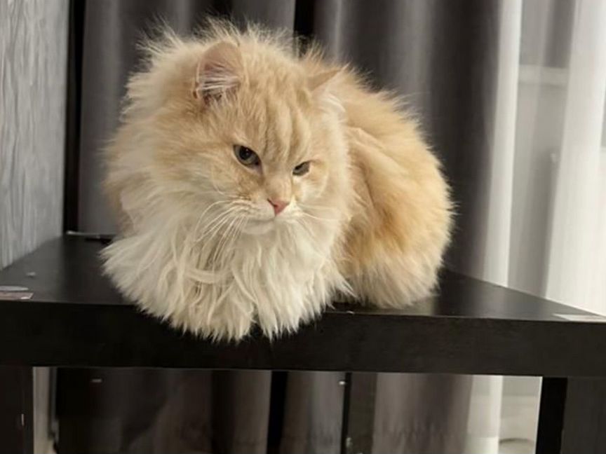 Персидский кот бесплатно