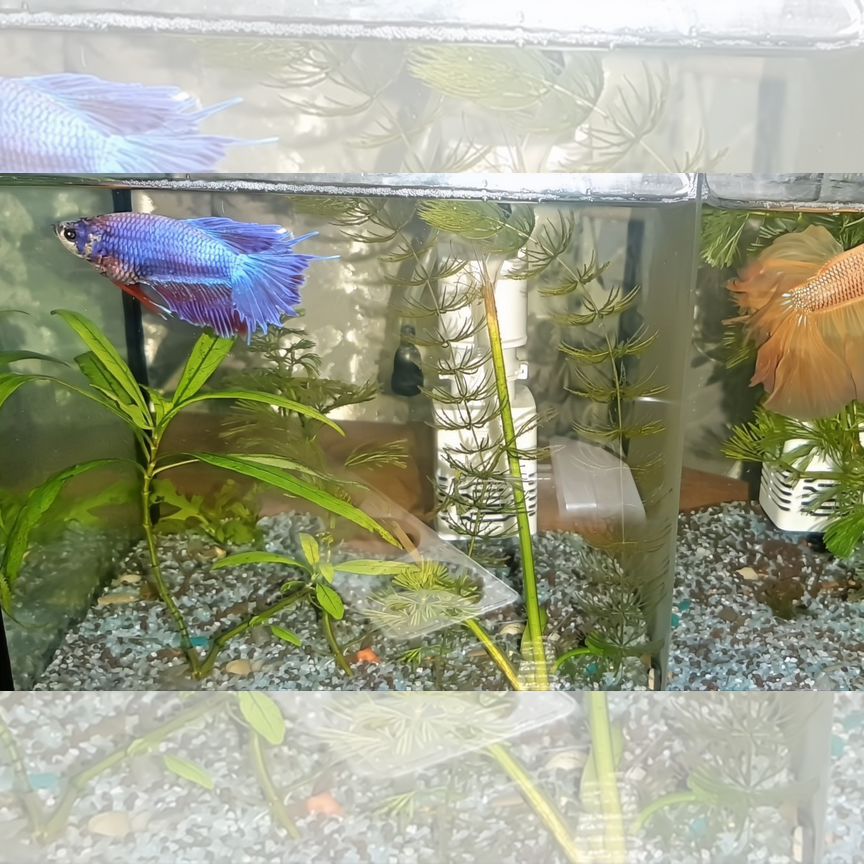 Аквариум с рыбками