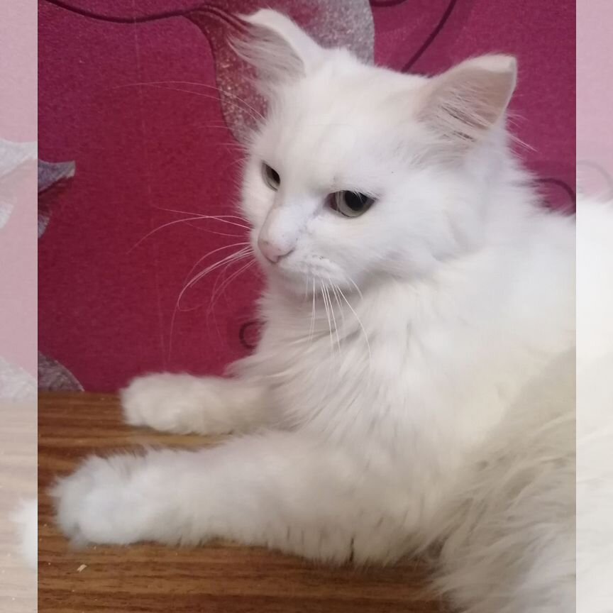 Кошечка в добрые руки
