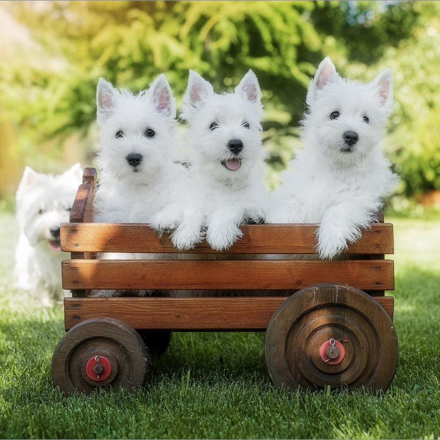 Щенок