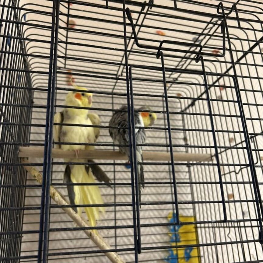 Попугай корелла с клеткой