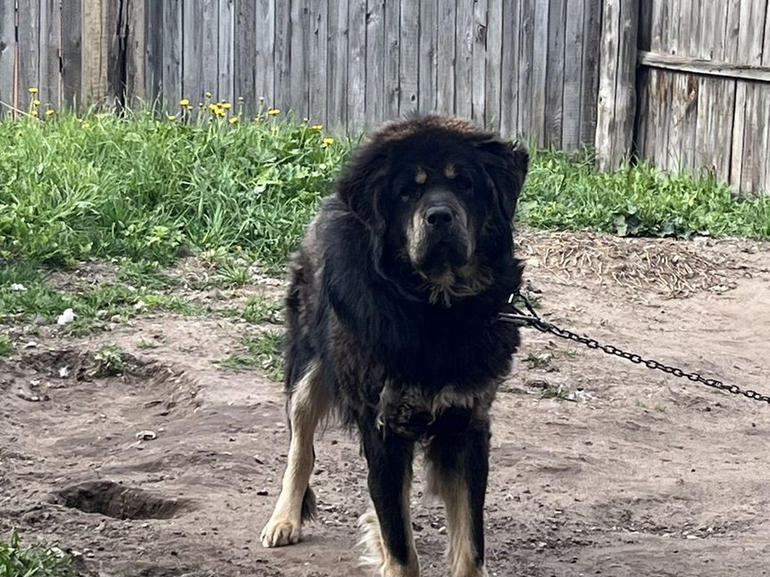 Собака в добрые руки отдам бесплатно