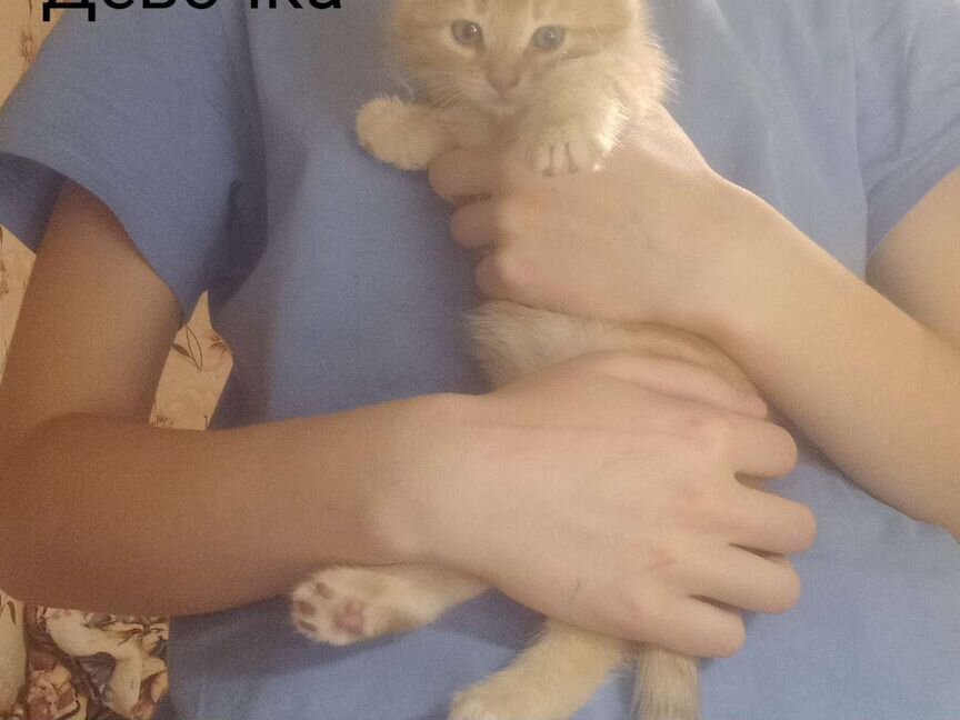 Котята