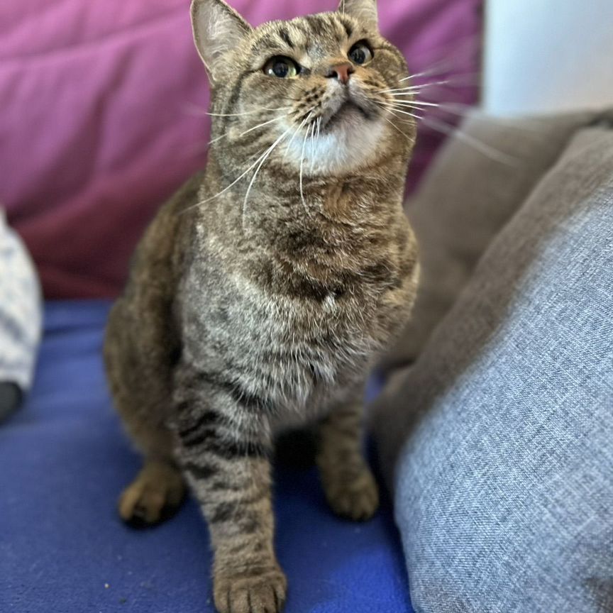 Кот Василий продолжает искать хозяина