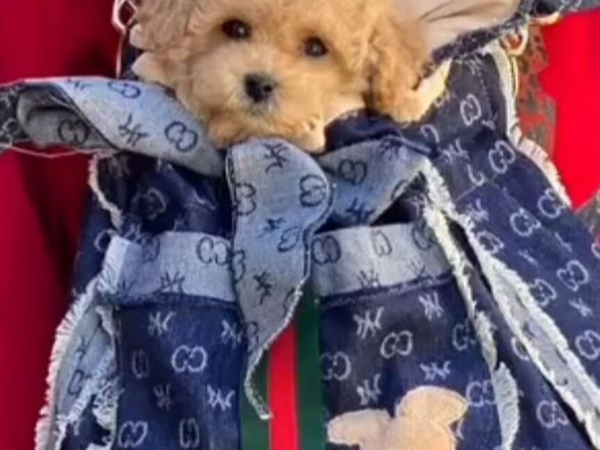 Игрушечка Мальтипу F1