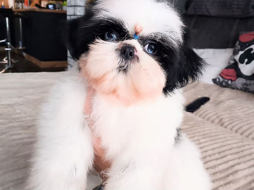 Ши-тцу голубоглазая девочка