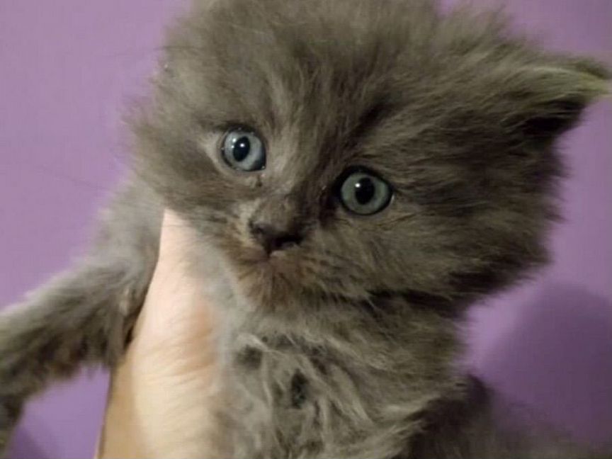 Британские котята