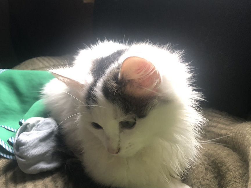 Пушстый котик