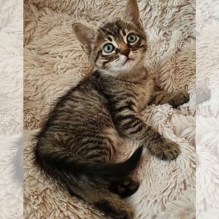 Котенок девочка