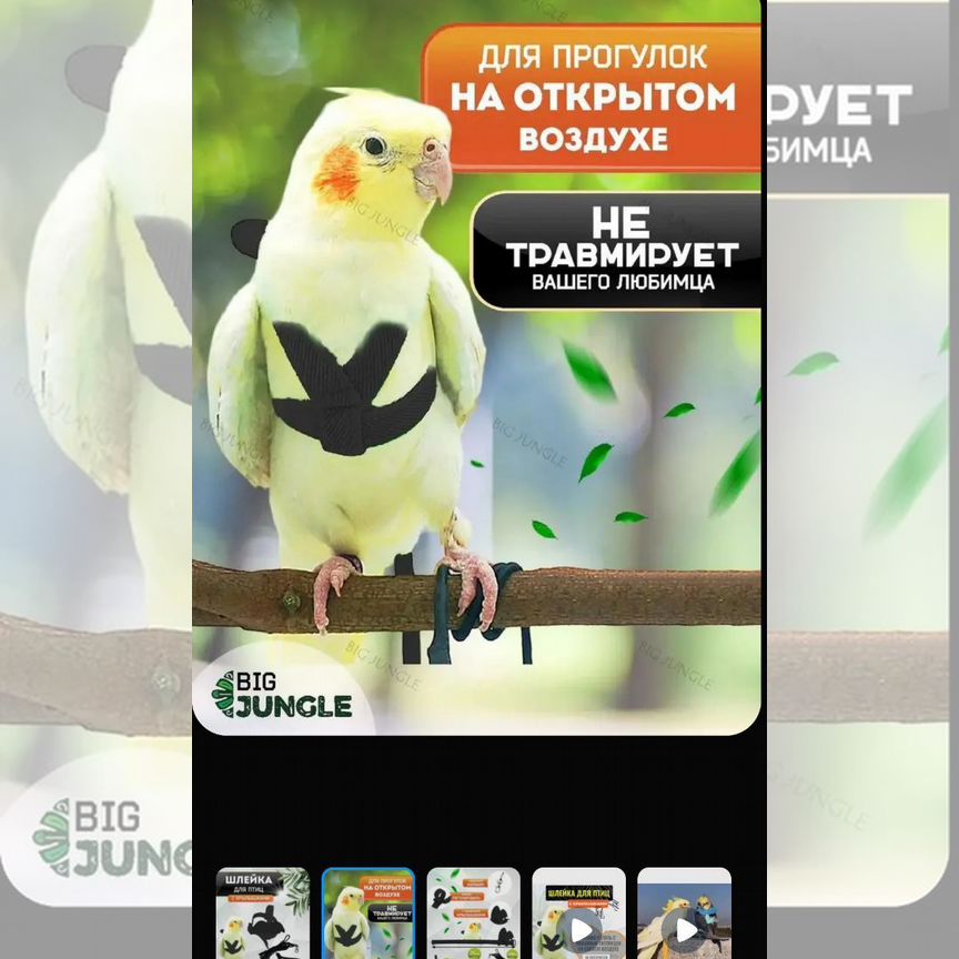 Попугай