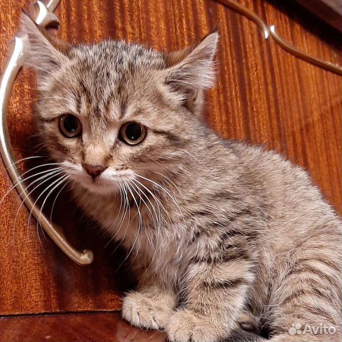Котенок подкидыш