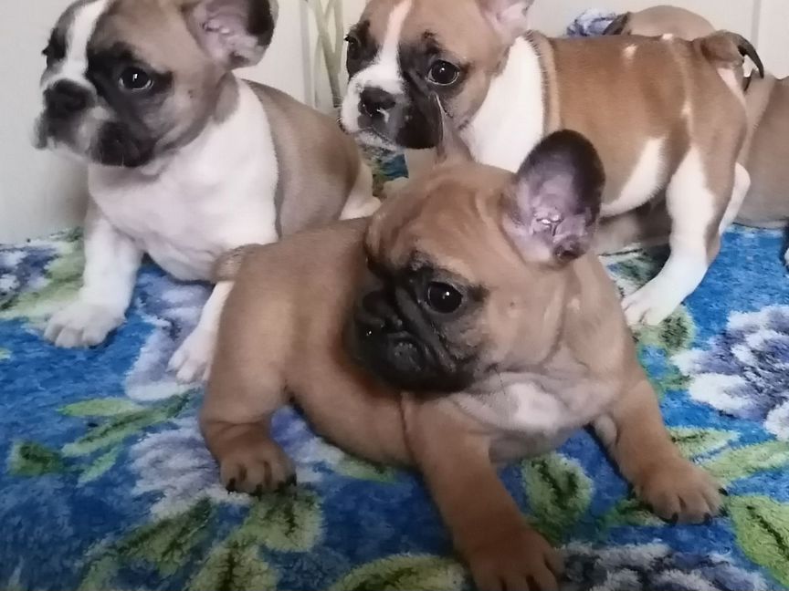 Щенки Французского бульдога