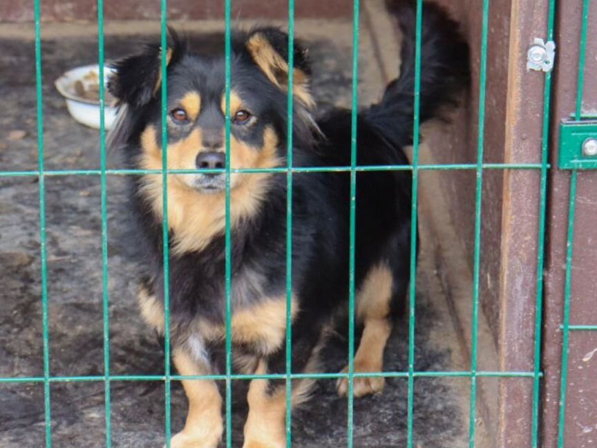 Молодой кобелек размером с кошку ищет дом