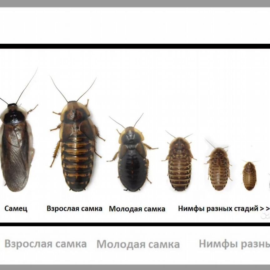 Аргентинский таракан (блаптика
