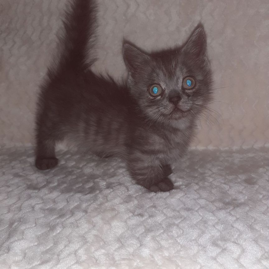 Манчкин стандарт котята