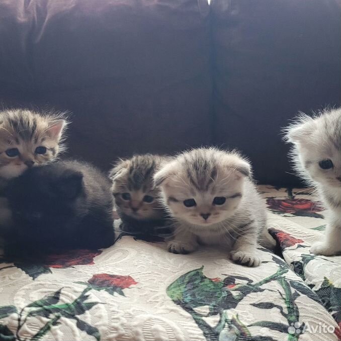 Продам плюшевых шотландских котят